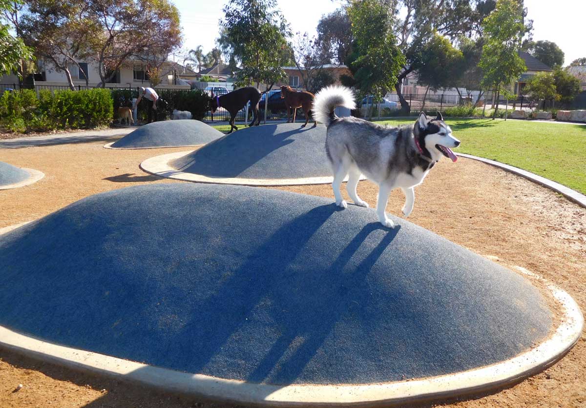 Urban planner Fiona De Rosa on designing dog parks - Terrain Group